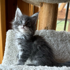 THE NURSERY – sweetlilpawscattery