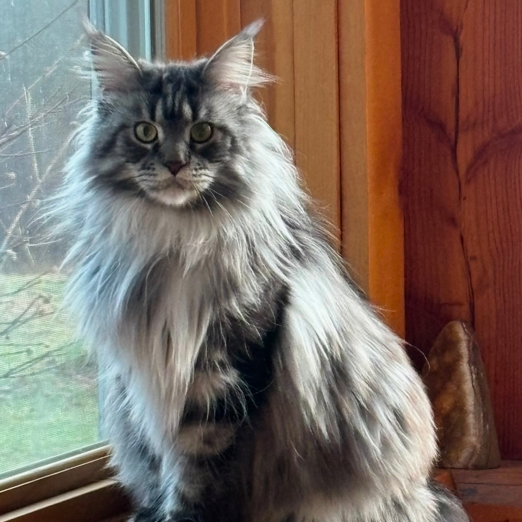 THE NURSERY – sweetlilpawscattery